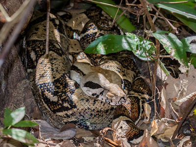 Predation risk | Campos Lab @ UTSA