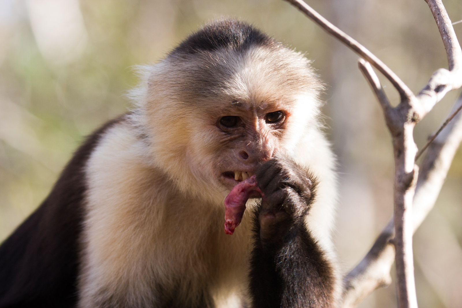 Non-Invasive Estimation of the Costs of Feeding Competition in a ...
