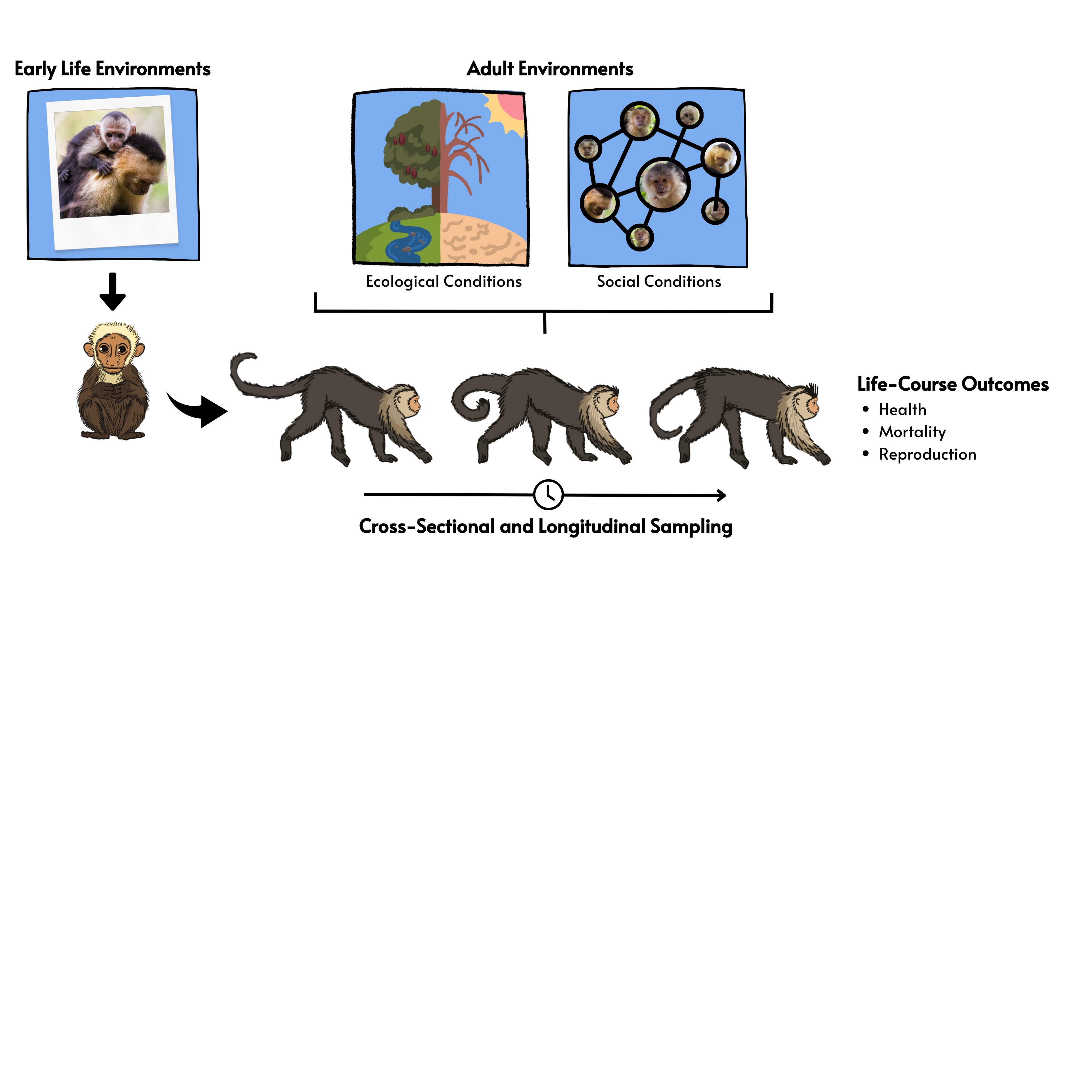 Wild Capuchin Monkeys as a Model System for Investigating the Social ...