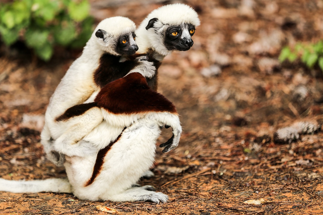 Maternal Death and Offspring Fitness in Multiple Wild Primates | Campos ...
